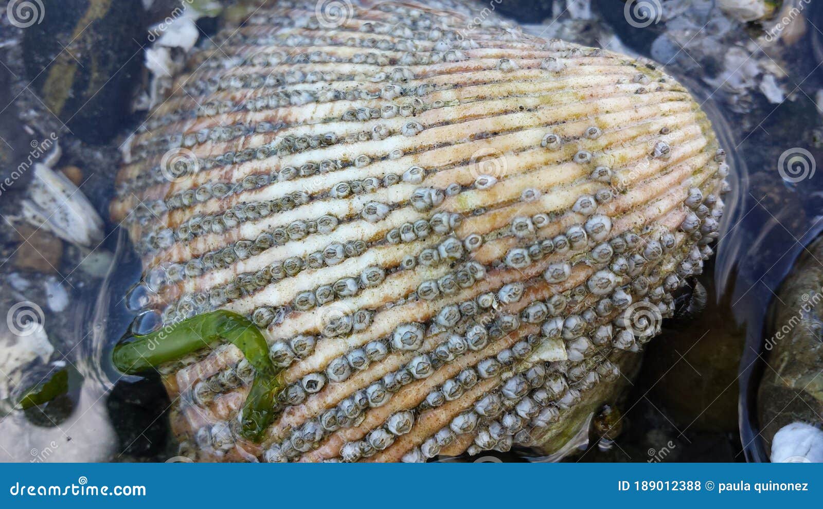 Many Barnicles Stock Photos - Free & Royalty-Free Stock Photos from ...