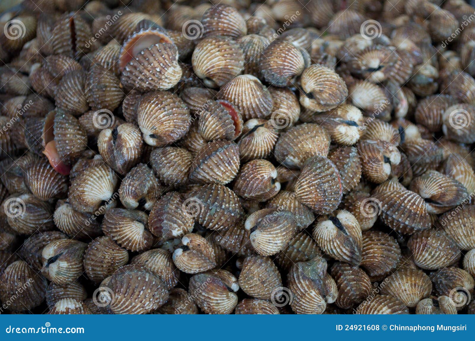 Seashell in market stock photo. Image of color, design - 24921608