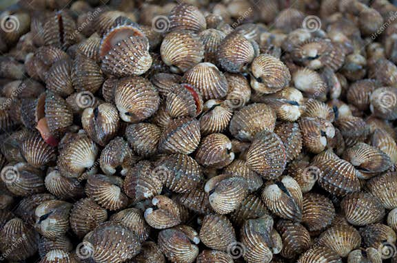 Seashell in market stock photo. Image of color, design - 24921608