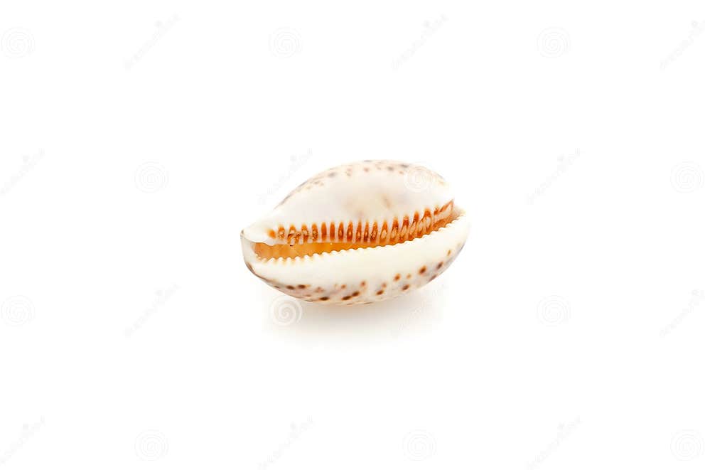 Seashell Massage on a White Background Stock Image - Image of healthy ...