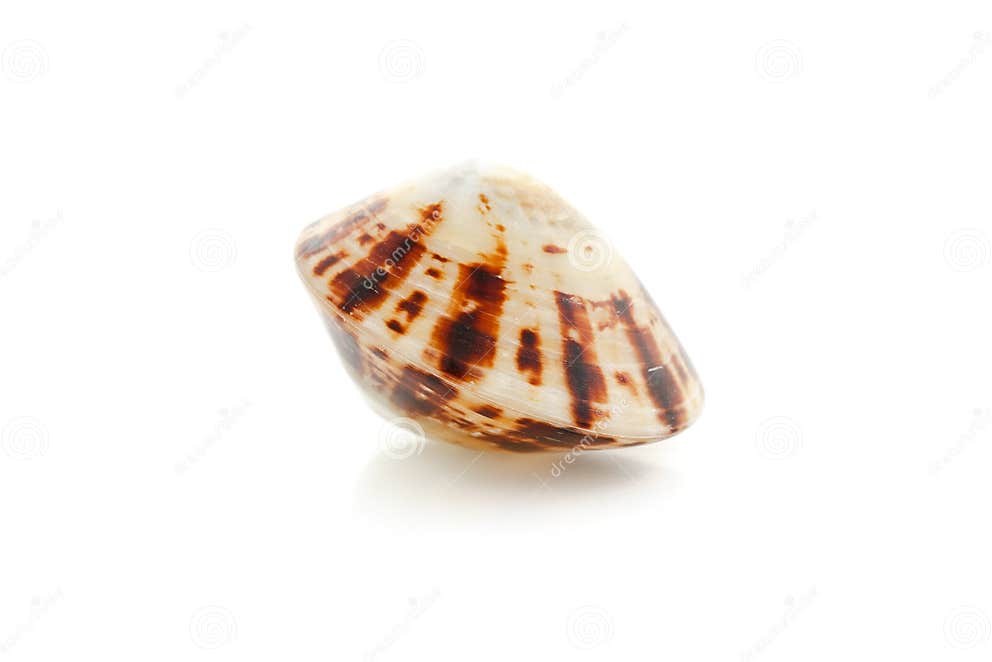 Seashell Massage on a White Background Stock Image - Image of shells ...