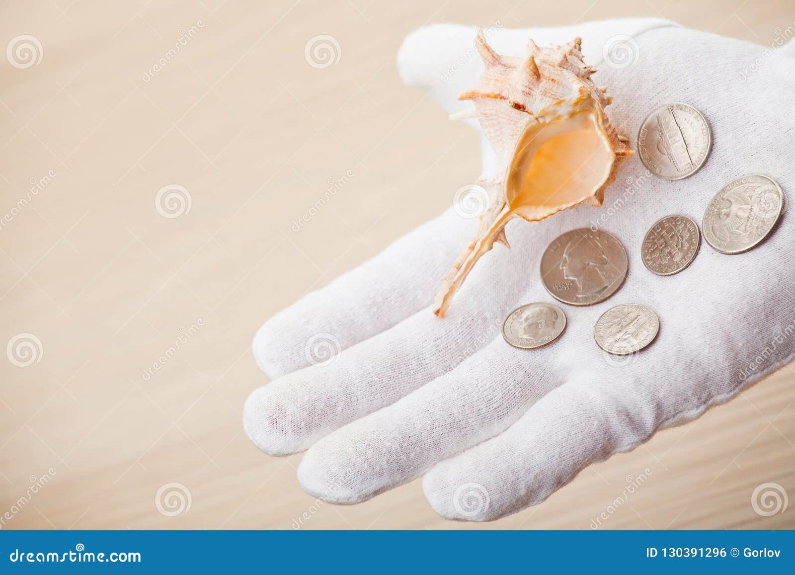 Seashell Money Coin White Gloves Table Stock Photo - Image of marine ...