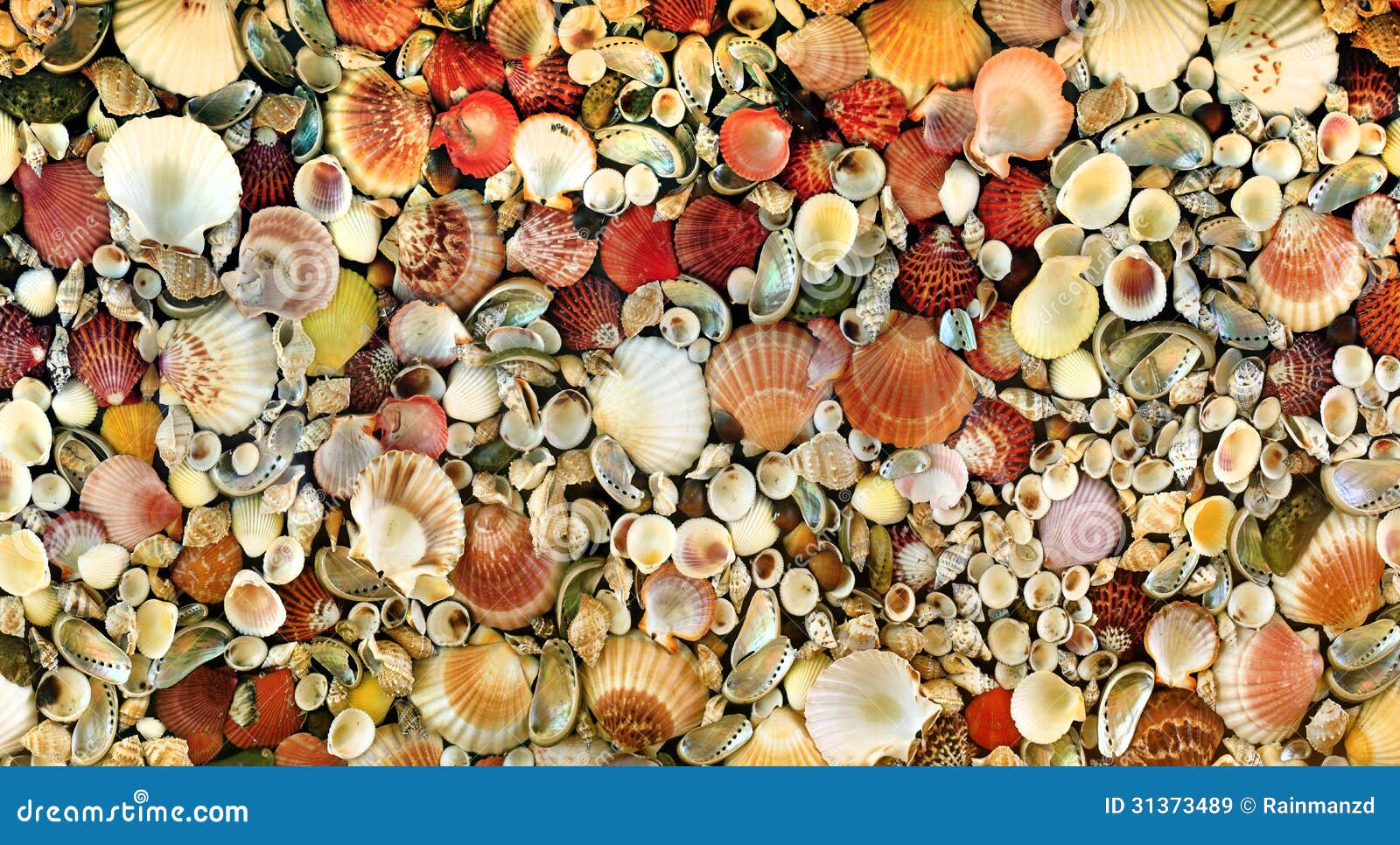 Seashell mosaic stock image. Image of nature, mosaic - 31373489