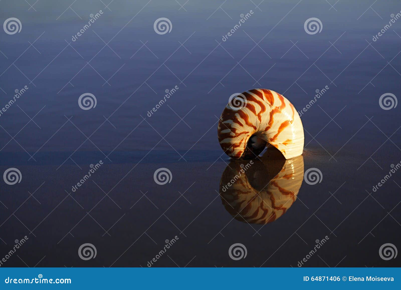 Seashell Nautilus on Sea Beach Under Sunset Stock Photo - Image of ...