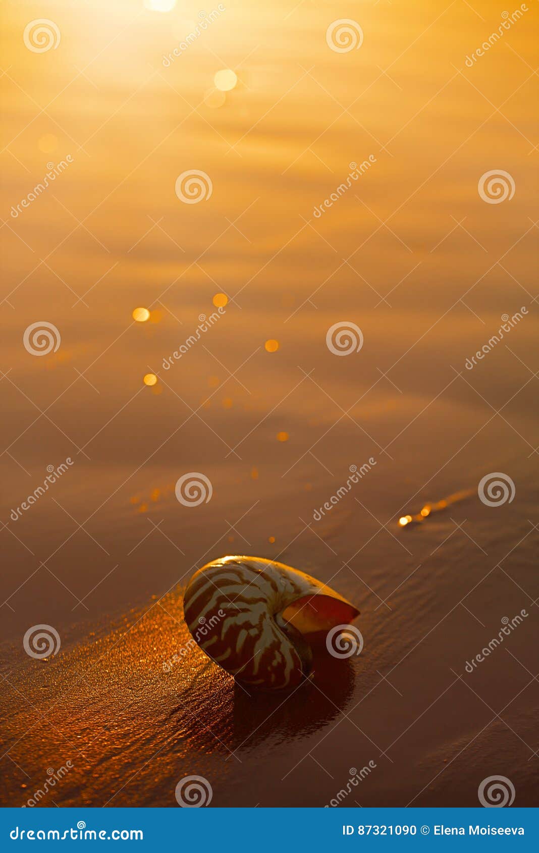 Seashell Nautilus on Sea Beach Under Sunset Sun Light Stock Photo ...