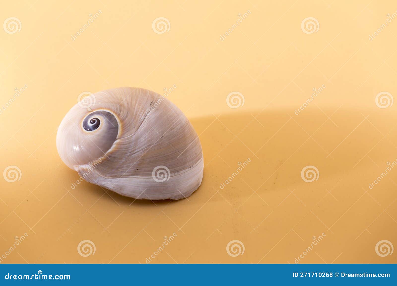Seashell with Nice Spiral Pattern on Its Forehead, Placed on an Orange ...
