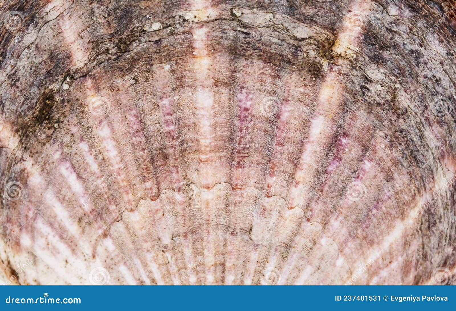 Seashell, Ocean Shell. Mediterranean Scallop Shell, Pecten Jacobaeus ...