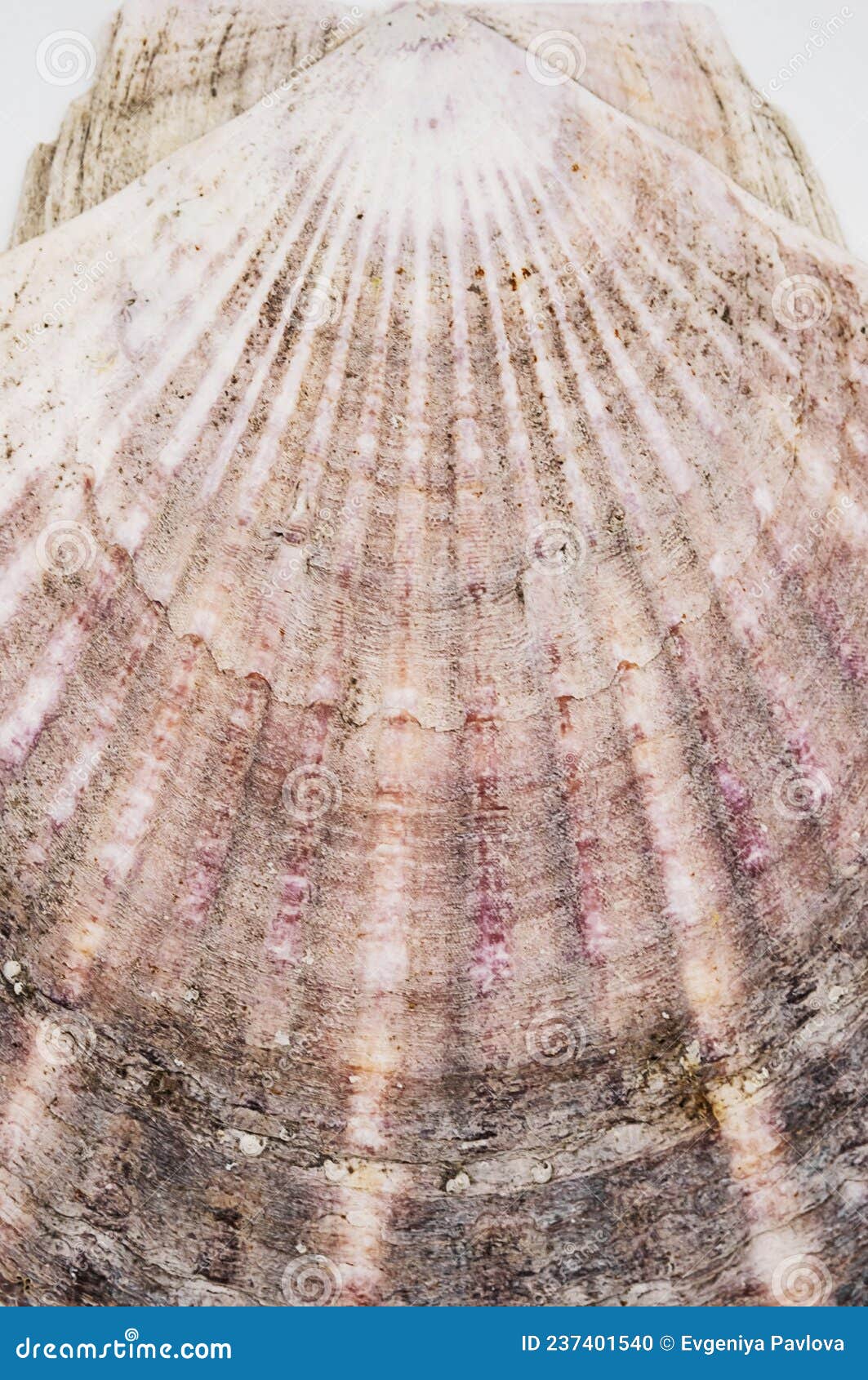 Seashell, Ocean Shell. Mediterranean Scallop Shell, Pecten Jacobaeus ...