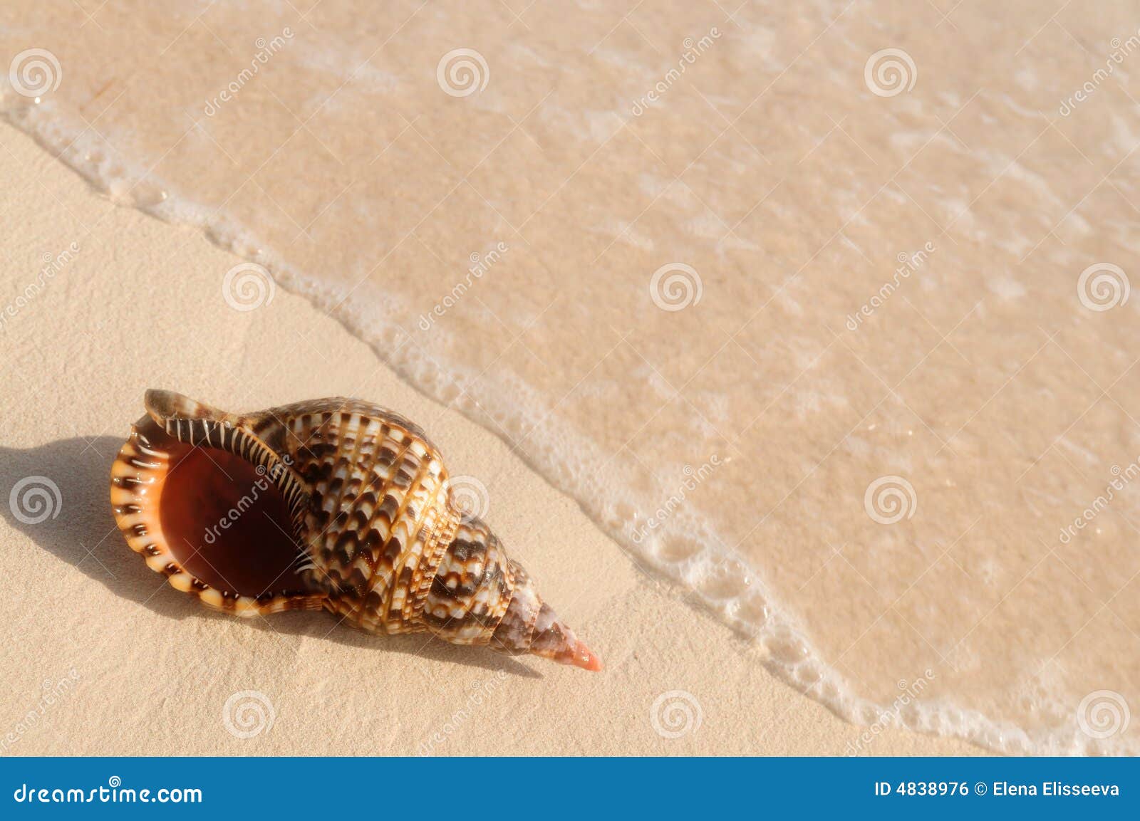 Seashell and ocean wave stock photo. Image of foamy, fine - 4838976