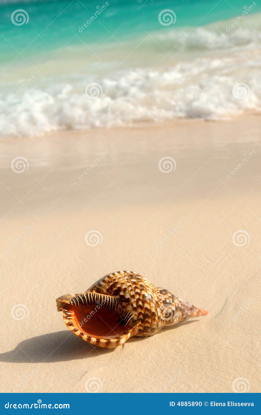 Seashell and ocean wave stock photo. Image of island, shell - 4885890