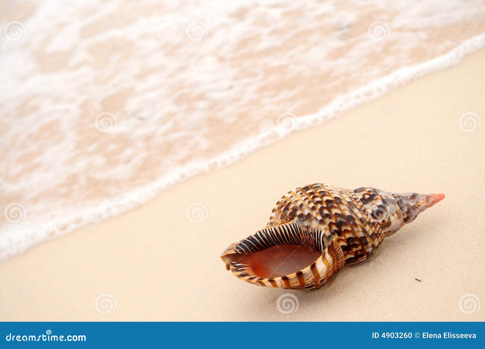 Seashell and ocean wave stock photo. Image of paradise - 4903260