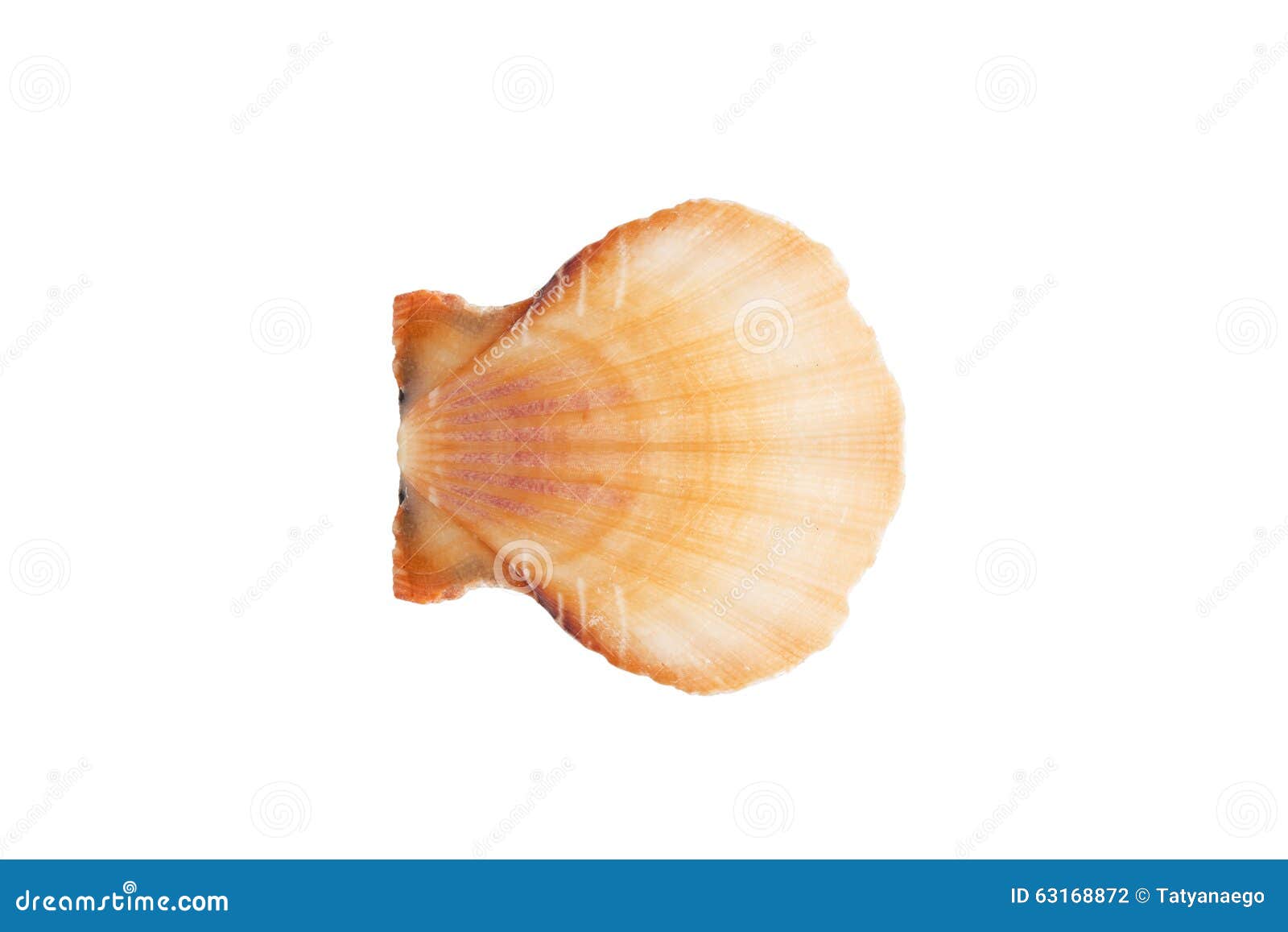 Seashell stock photo. Image of seashell, ocean, background - 63168872