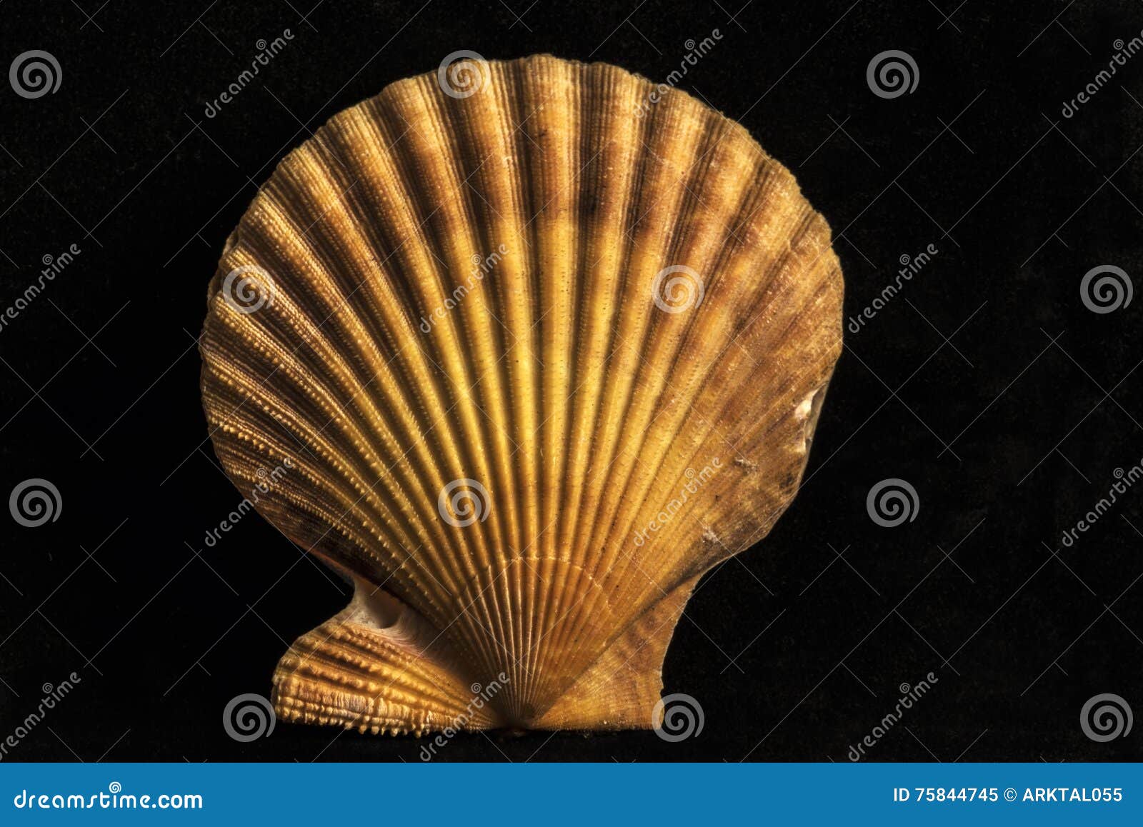 Seashell stock image. Image of rough, ocean, shells, nature - 75844745