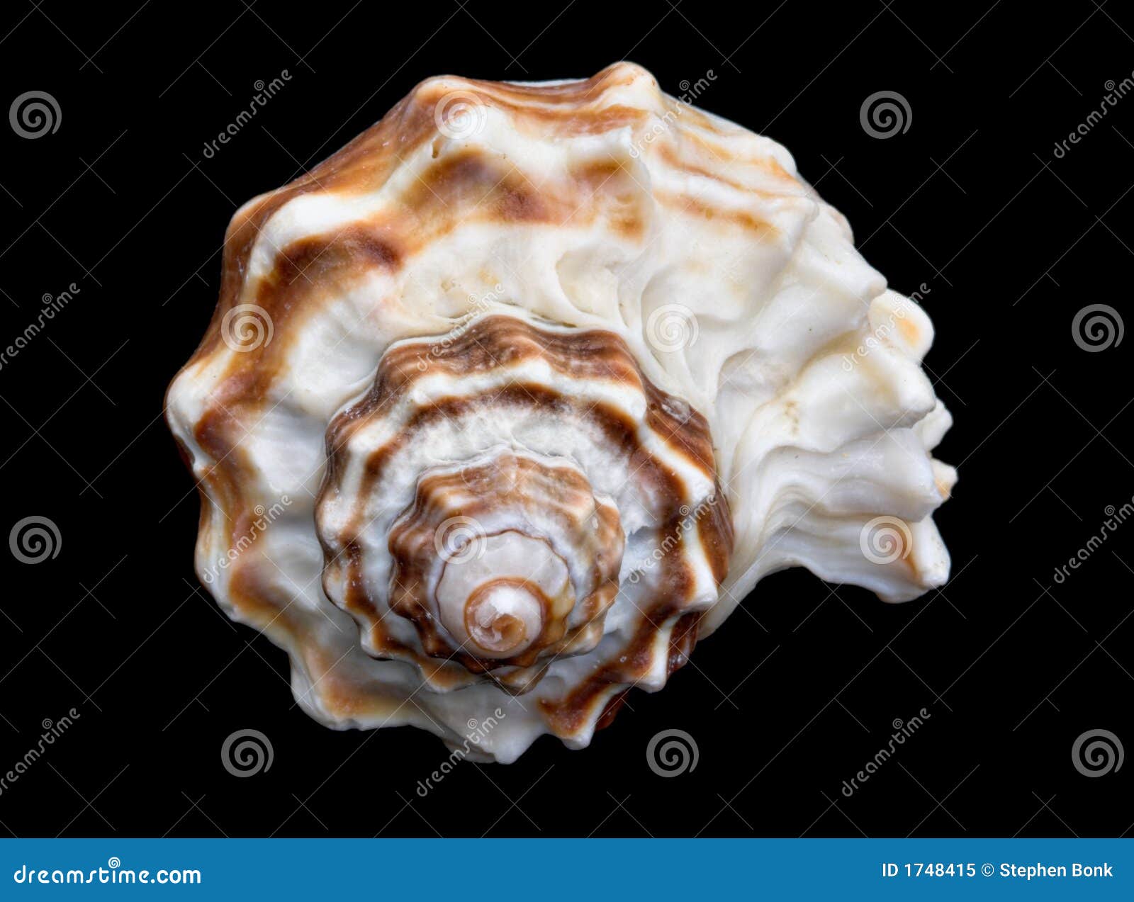 Seashell Over Black #7 (Conch) Stock Image - Image of beaches, mollusks ...