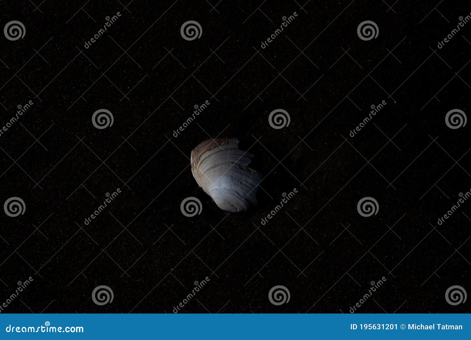 Seashell on the Pacific Beach Looking Like a Planet in Space with Stars ...