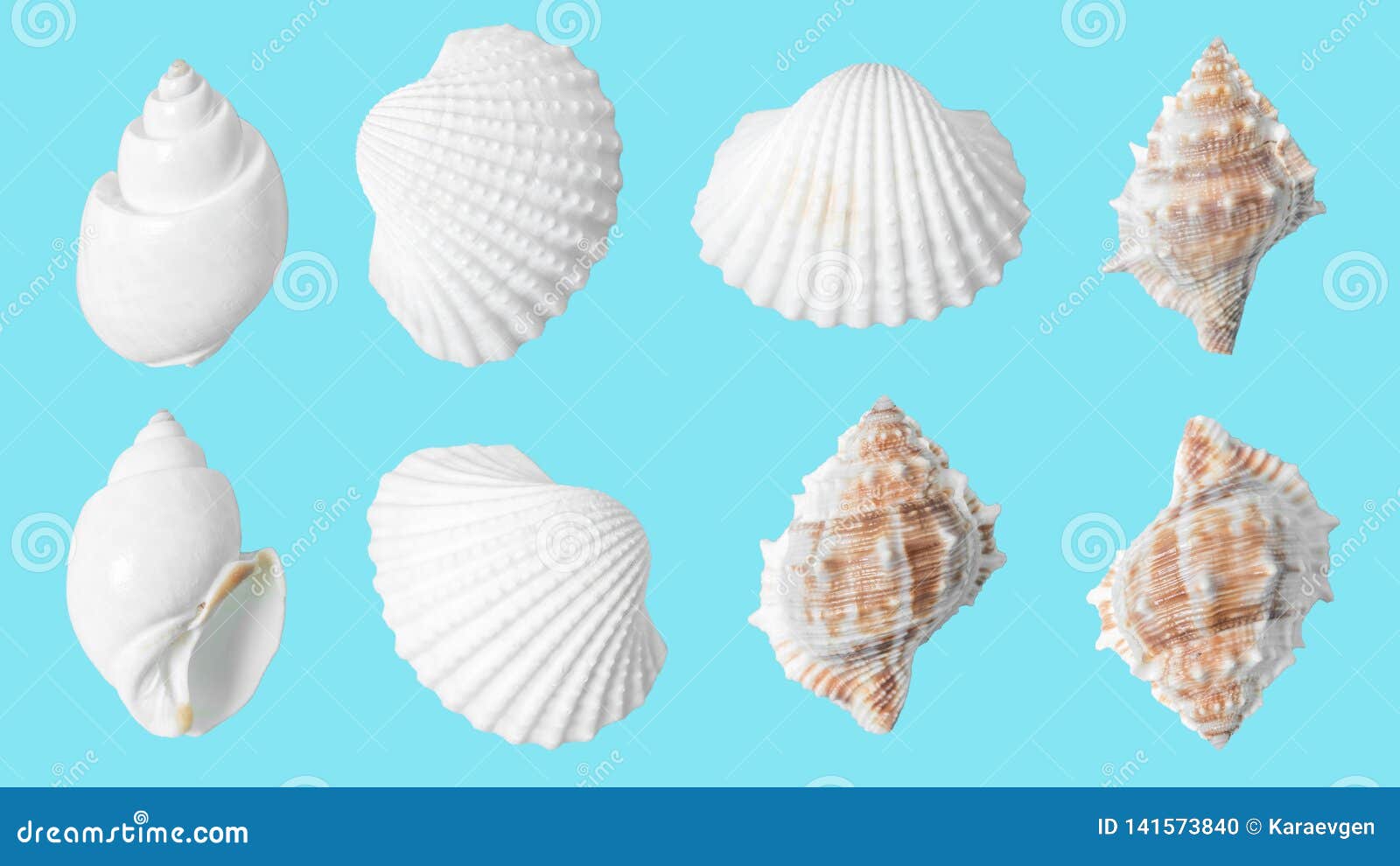 Seashell Pattern on Blue Background. Summer Minimal Concept Stock Photo ...