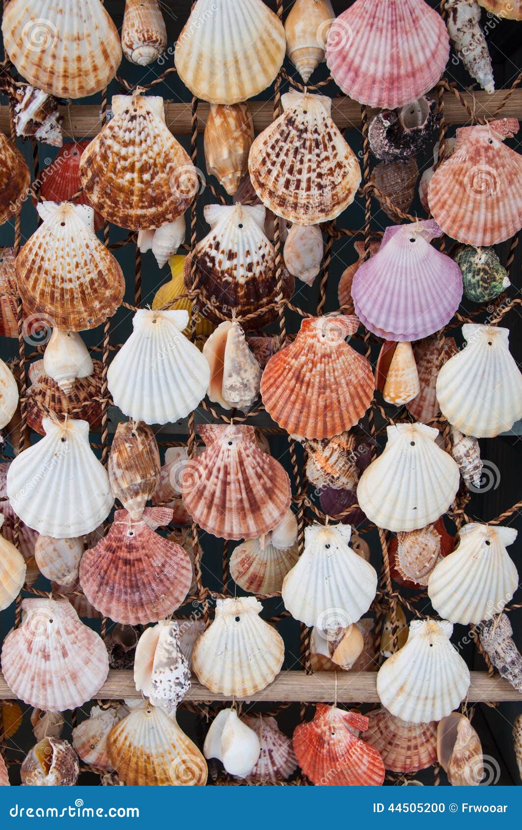 Seashell pattern stock photo. Image of colorful, decorative - 44505200
