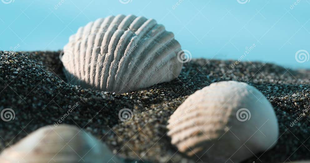 Seashell Patterns on Shoreline. Stock Photo - Image of marine, calm ...