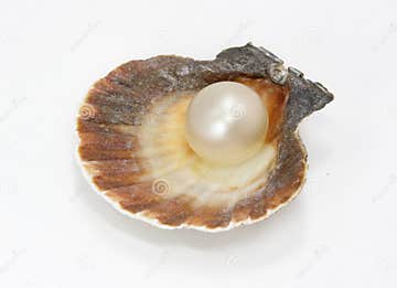 Seashell and pearl stock image. Image of variety, pearl - 2700671