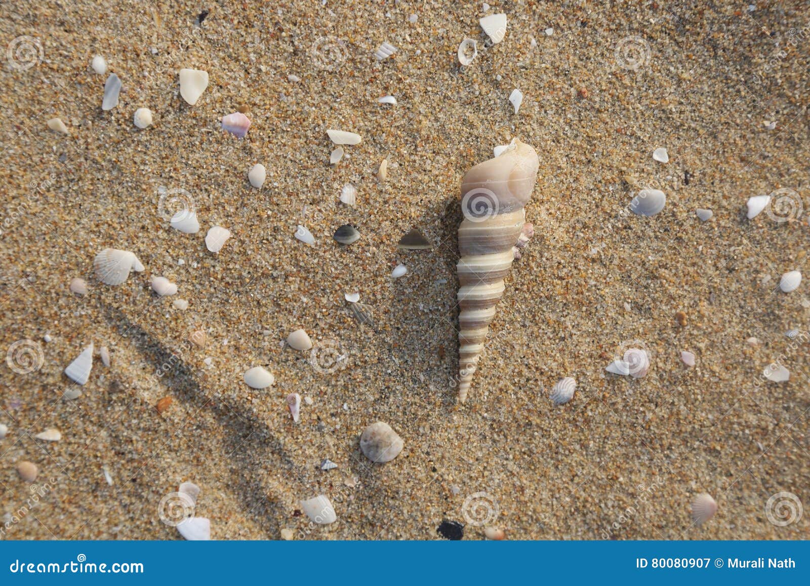 Seashell and pearl`s shell stock image. Image of nature - 80080907