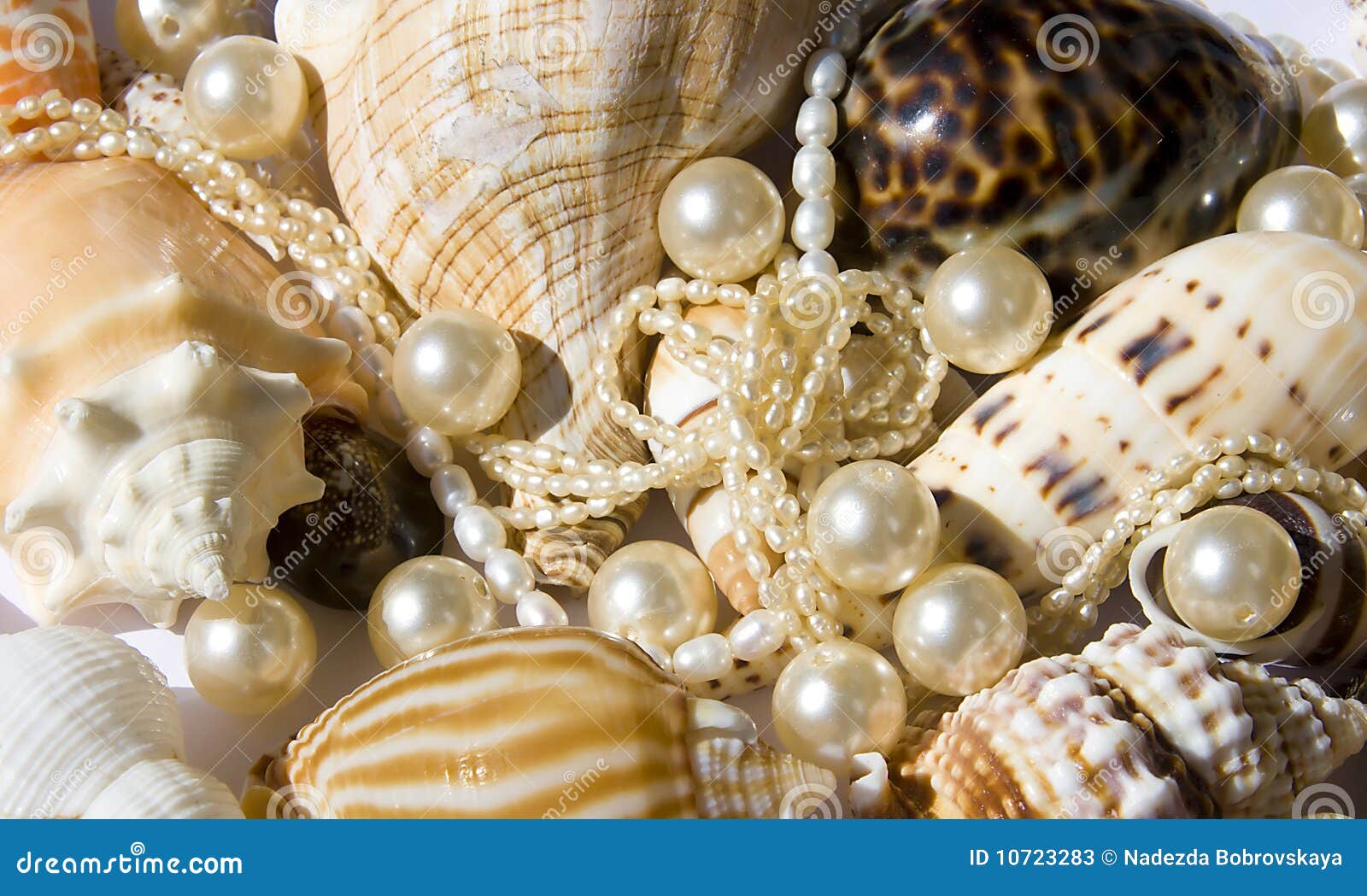 Seashell with pearls stock image. Image of shell, seashell - 10723283