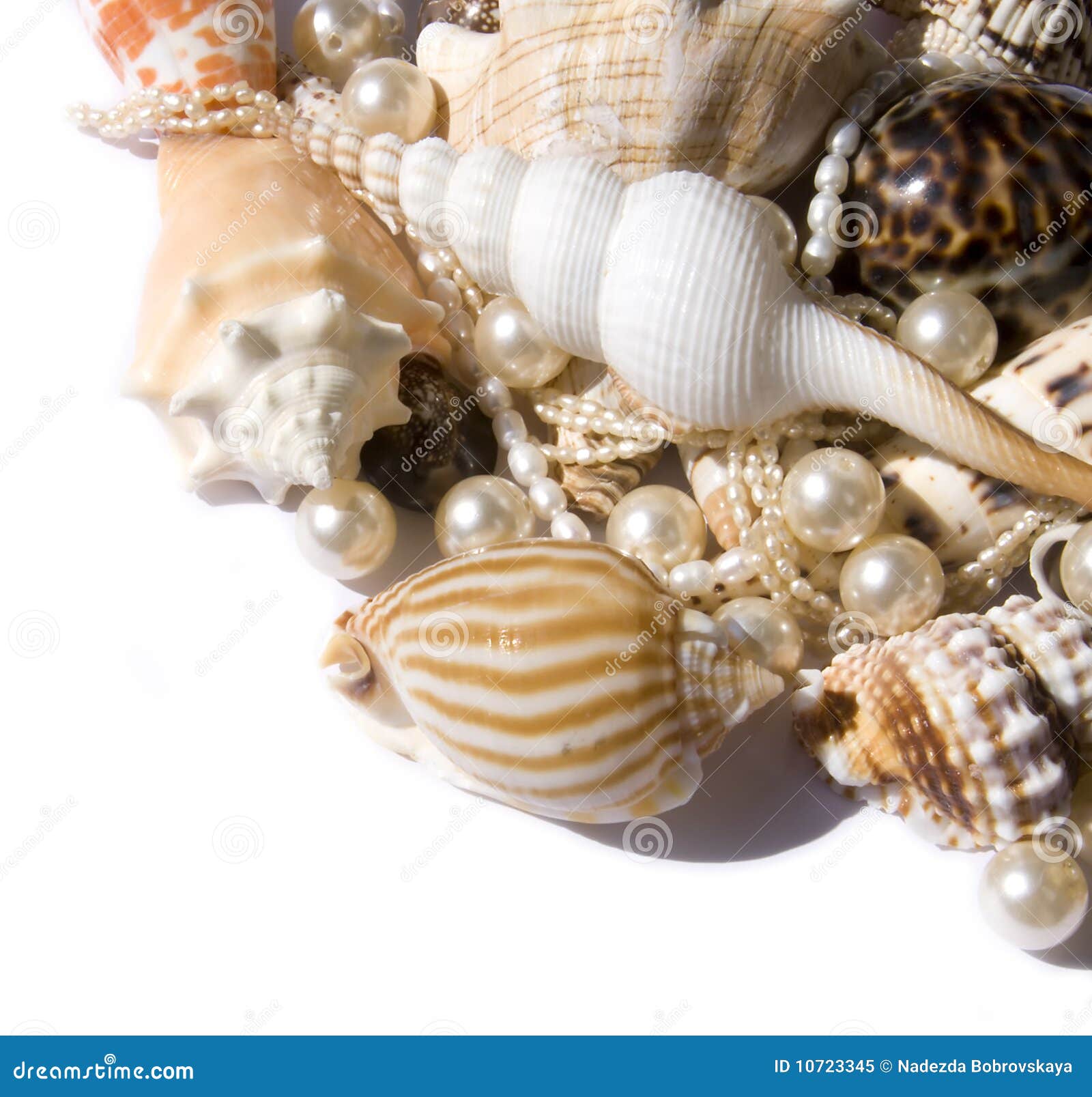 Seashell with pearls stock image. Image of beads, living - 10723345