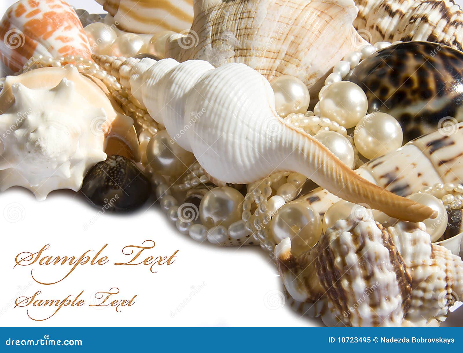 Seashell with pearls stock image. Image of life, spiral - 10723495