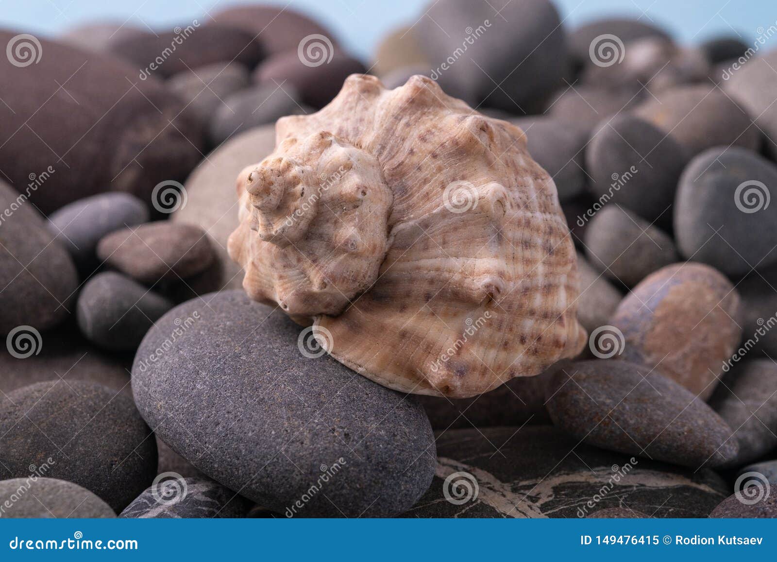 Seashell On Pebbles Summer Texture Close Up Blue Background Royalty ...