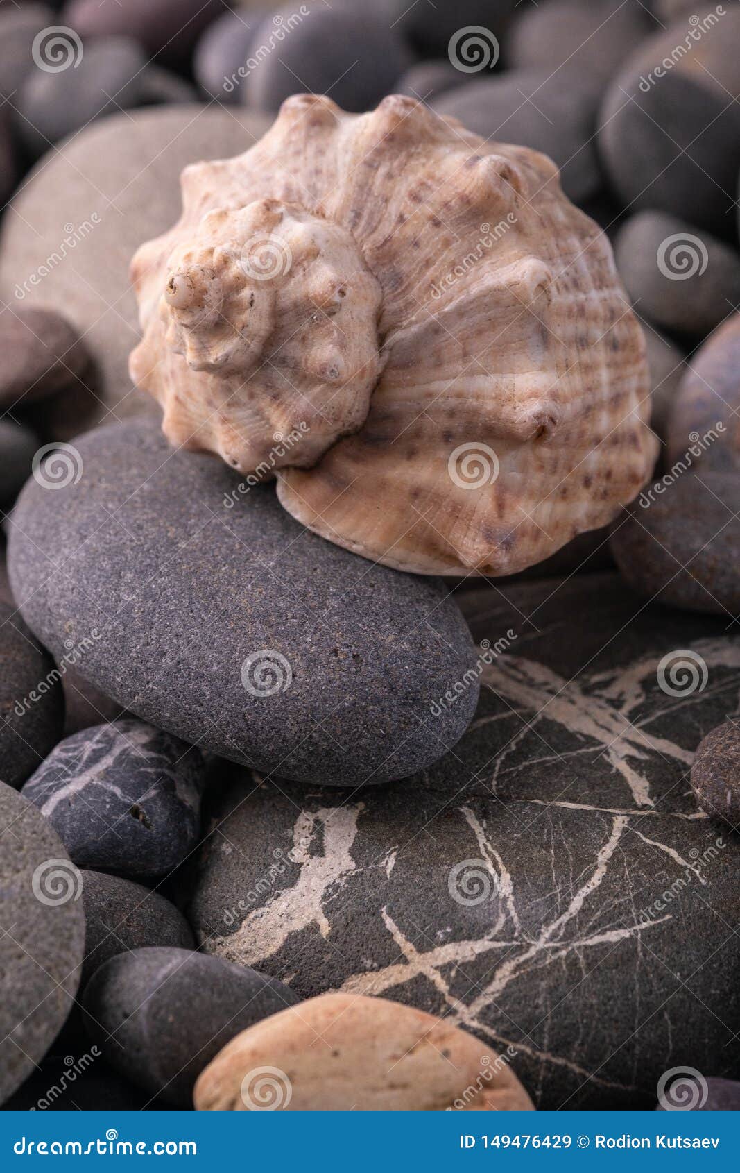 Seashell On Pebbles Summer Texture Background Angle View Stock Image ...