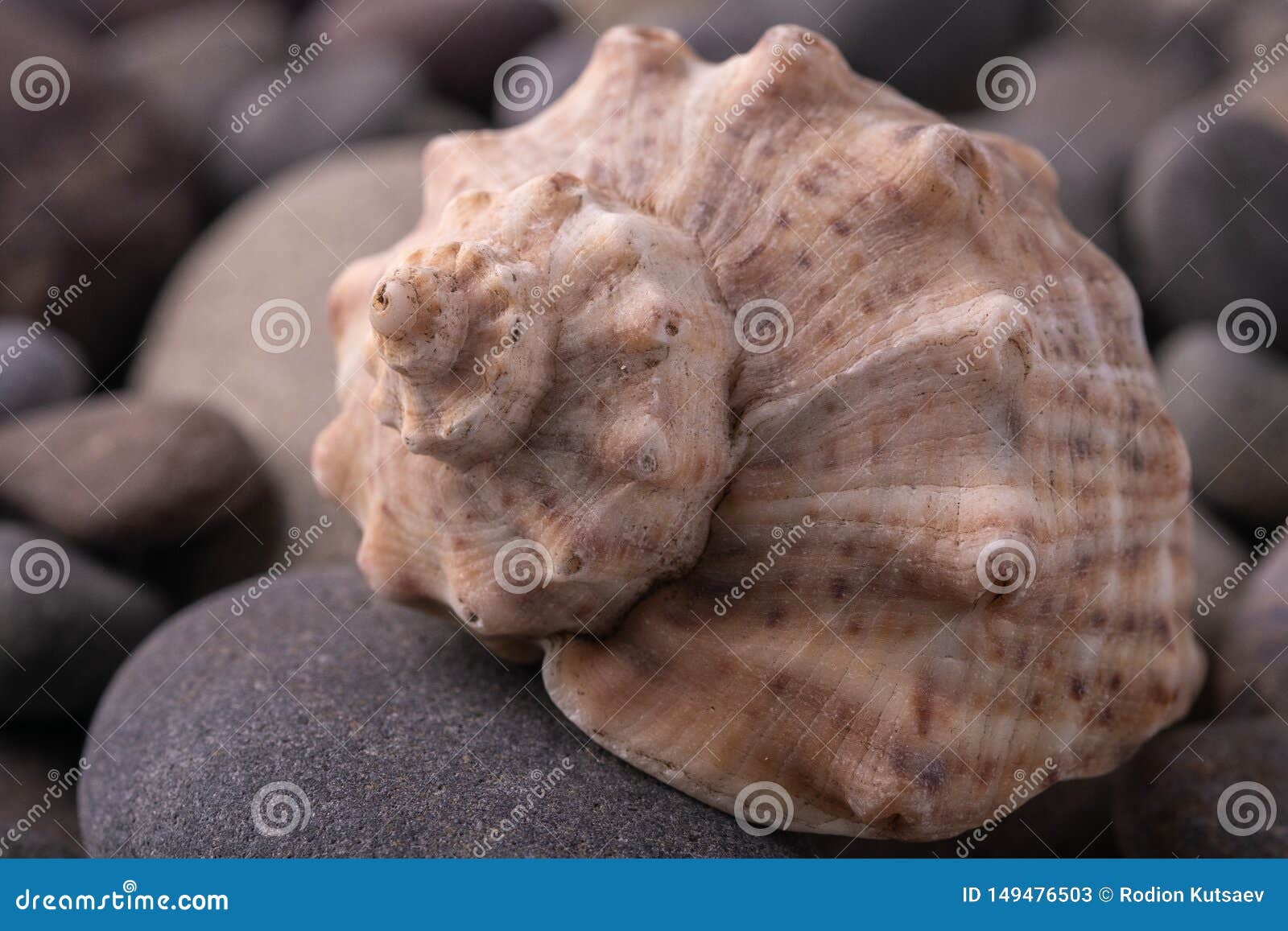 Seashell On Pebbles Summer Texture Background Angle View Royalty-Free ...