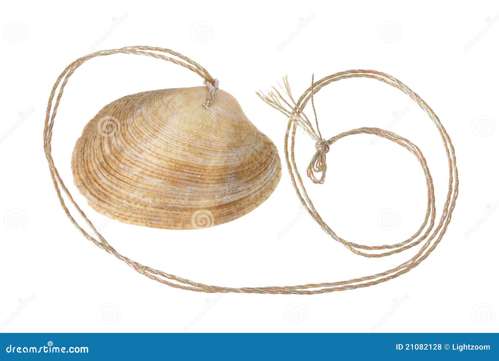 Seashell Pendant stock photo. Image of isolated, string - 21082128