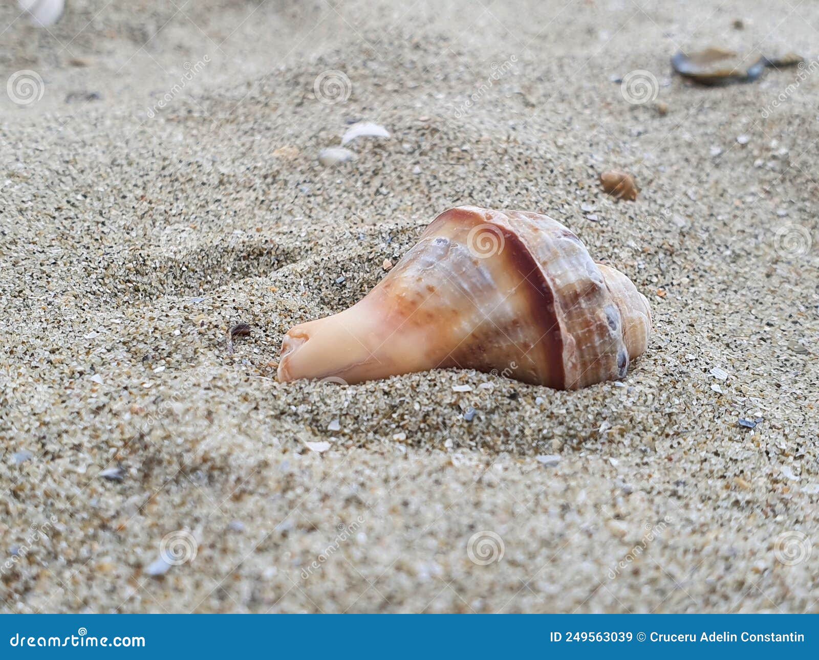 Seashell Perfect Close View Stock Image - Image of fish, organism ...