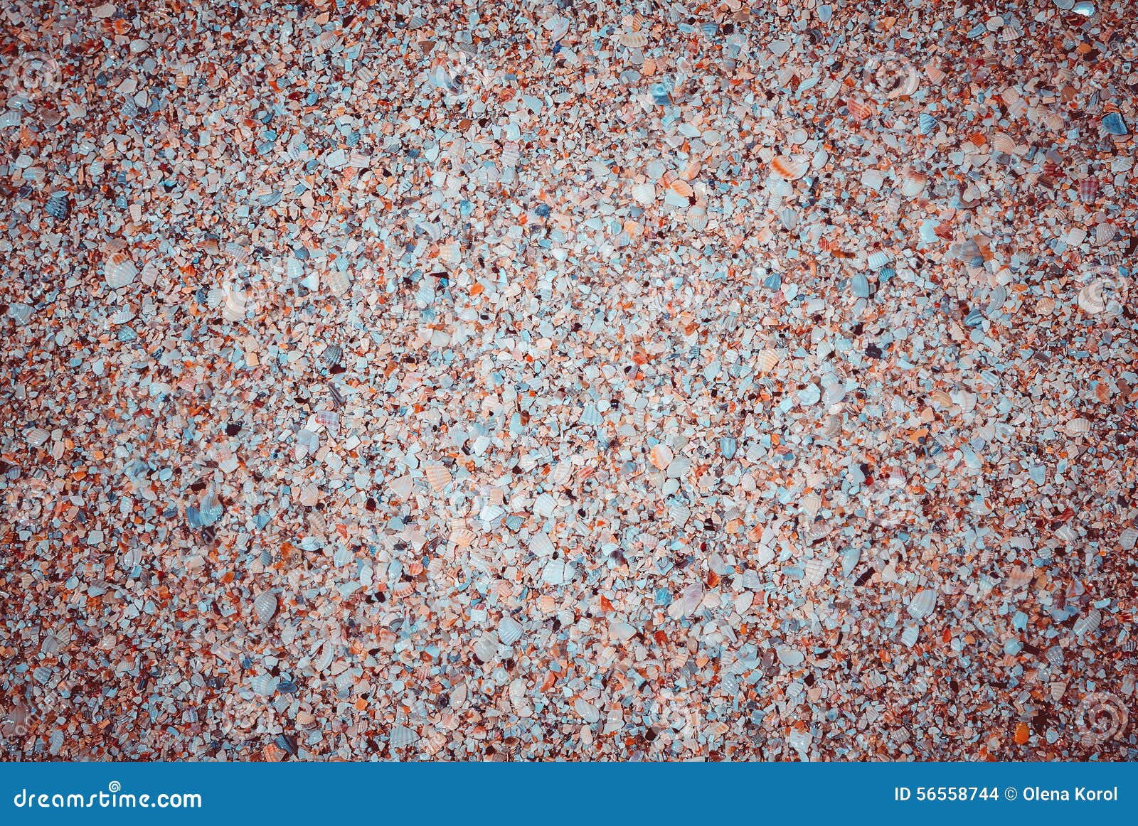 Seashell pieces texture stock photo. Image of material - 56558744