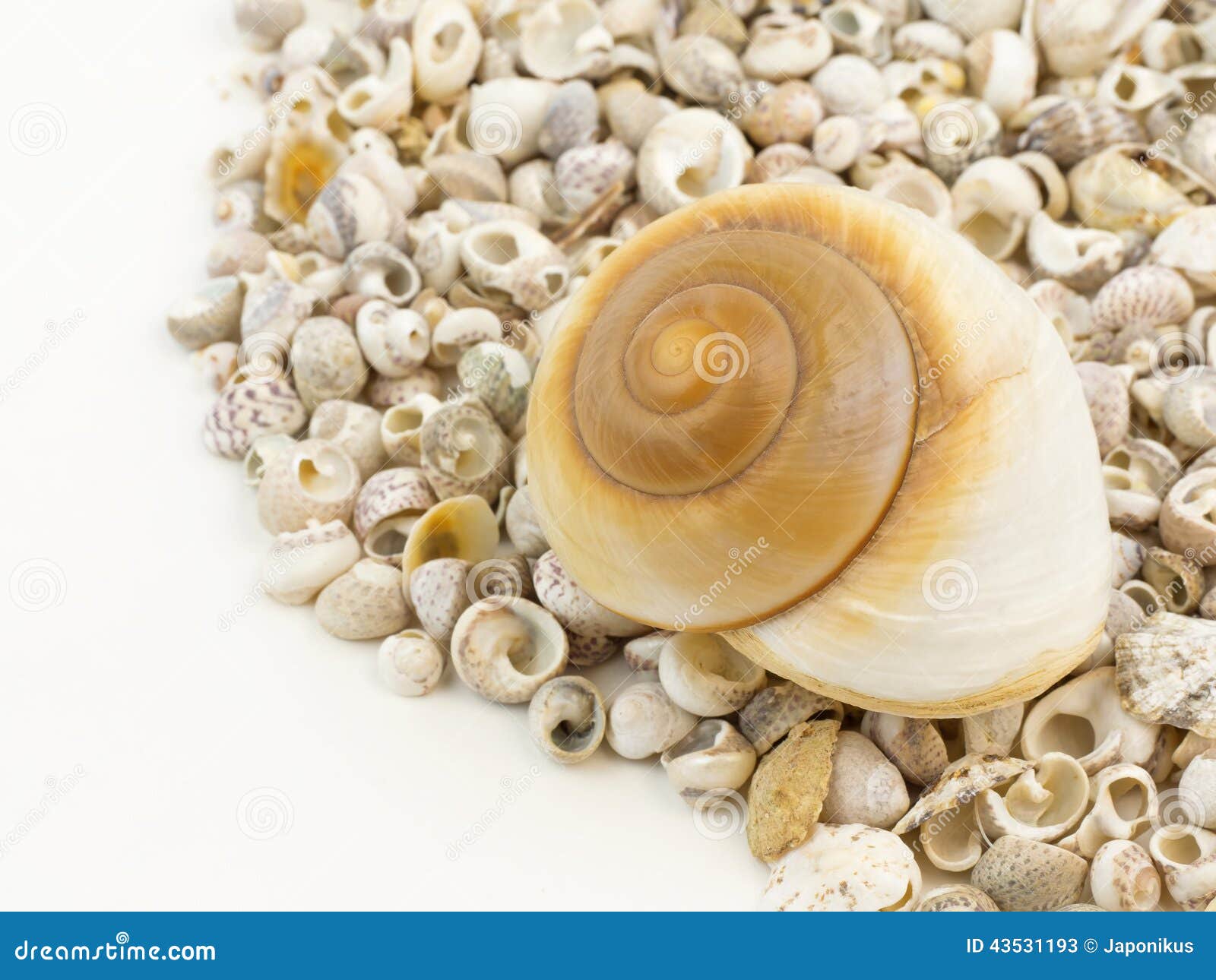 Seashell pile stock image. Image of exotic, pile, collection - 43531193