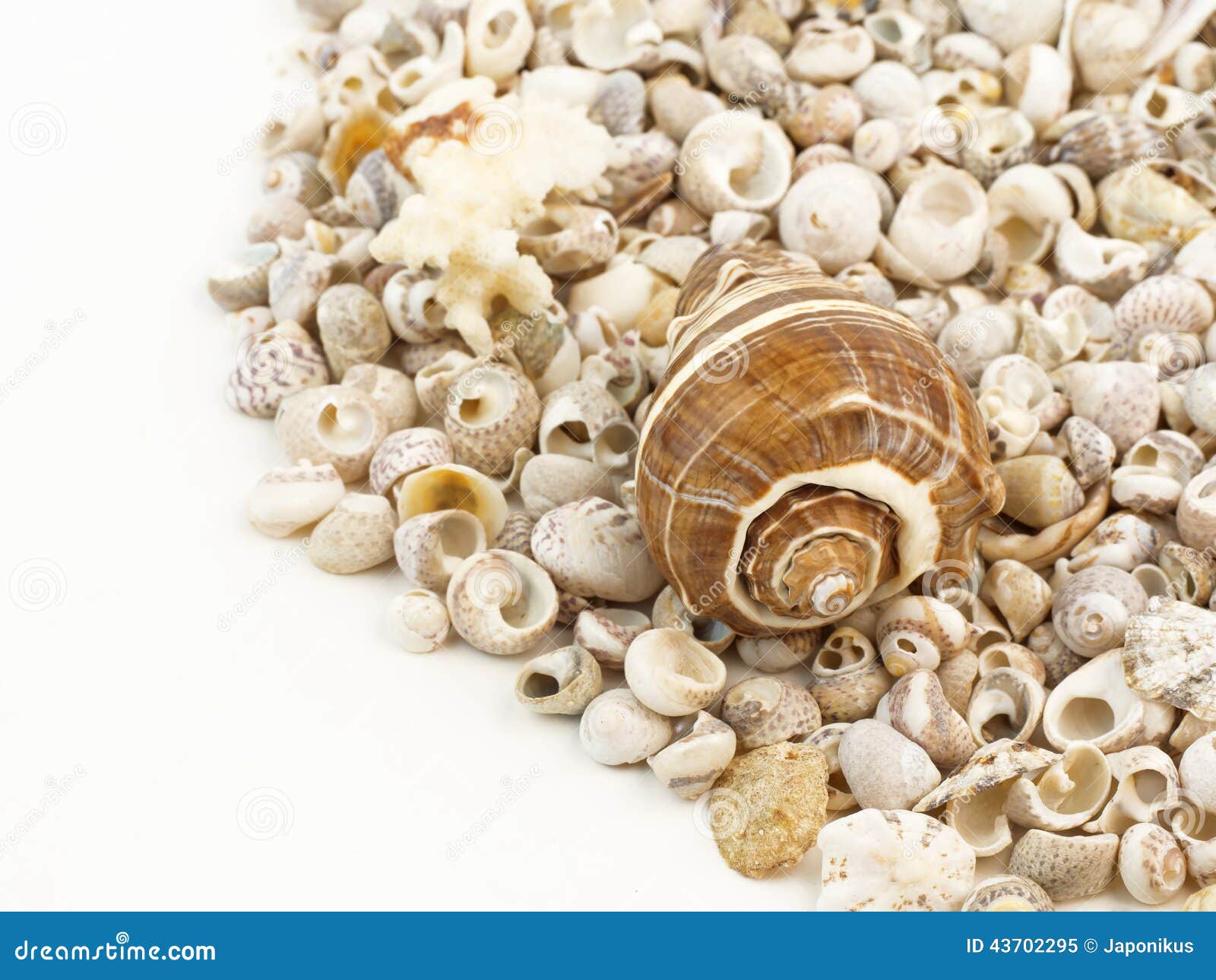 Seashell pile stock image. Image of assorted, ecology - 43702295