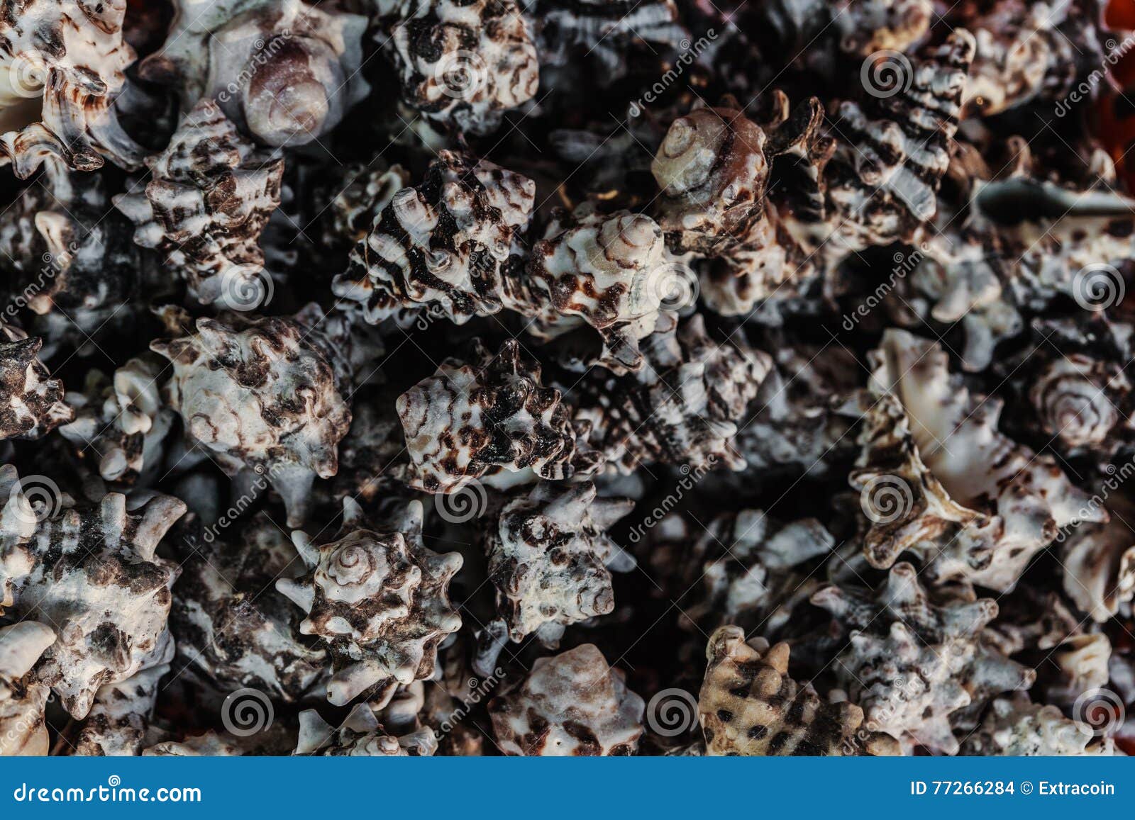 Seashell pile photo stock photo. Image of nature, pile - 77266284