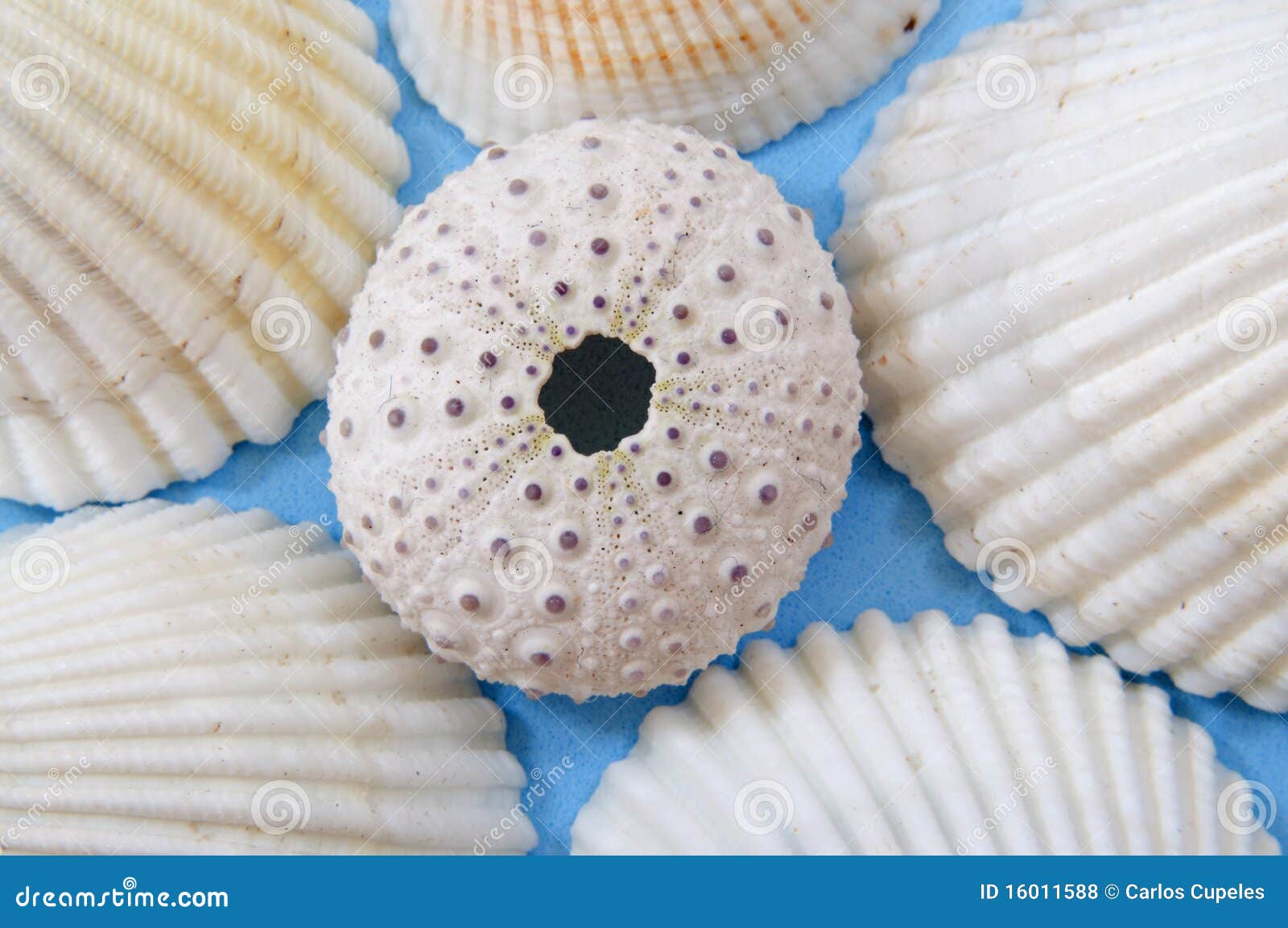 Seashell Portrait Picture. Image: 16011588