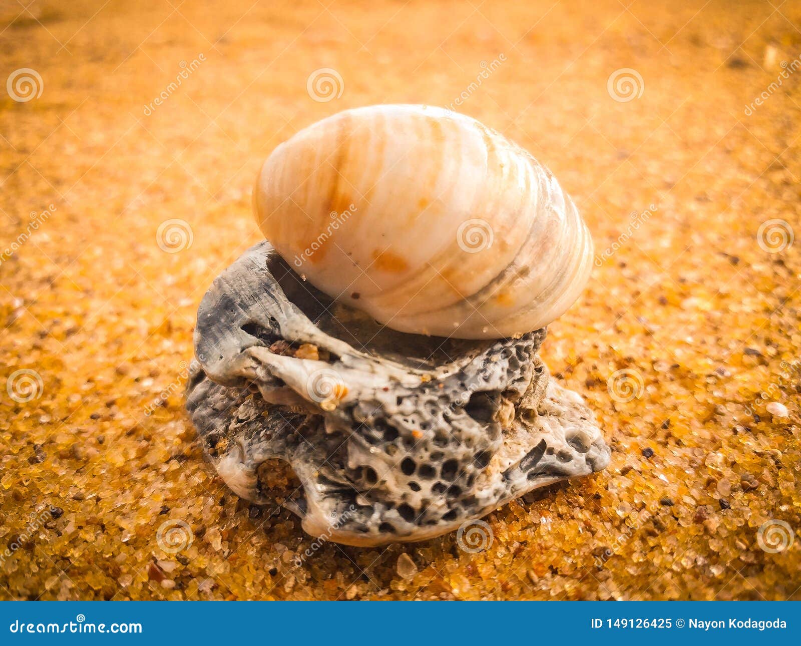 Natural Seashells on the Beach Stock Image - Image of condos, cabarete ...