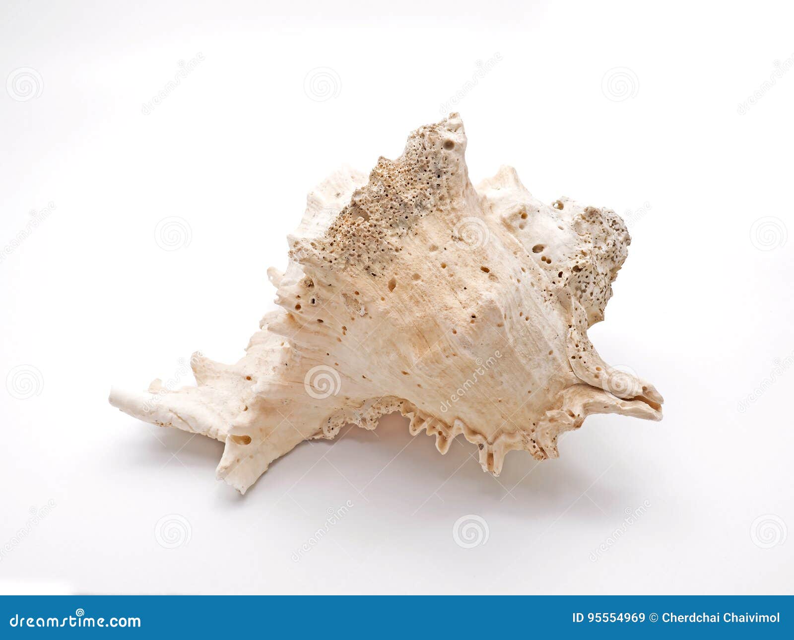 Ramose Murex Shells For Sale On The Beach Market. Chicoreus Ramosus ...