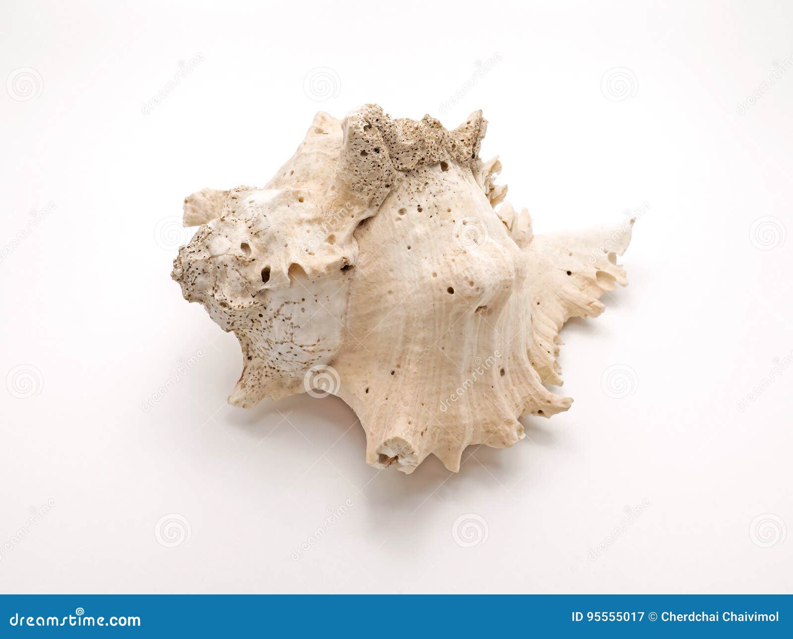 Ramose Murex Shells For Sale On The Beach Market. Chicoreus Ramosus ...