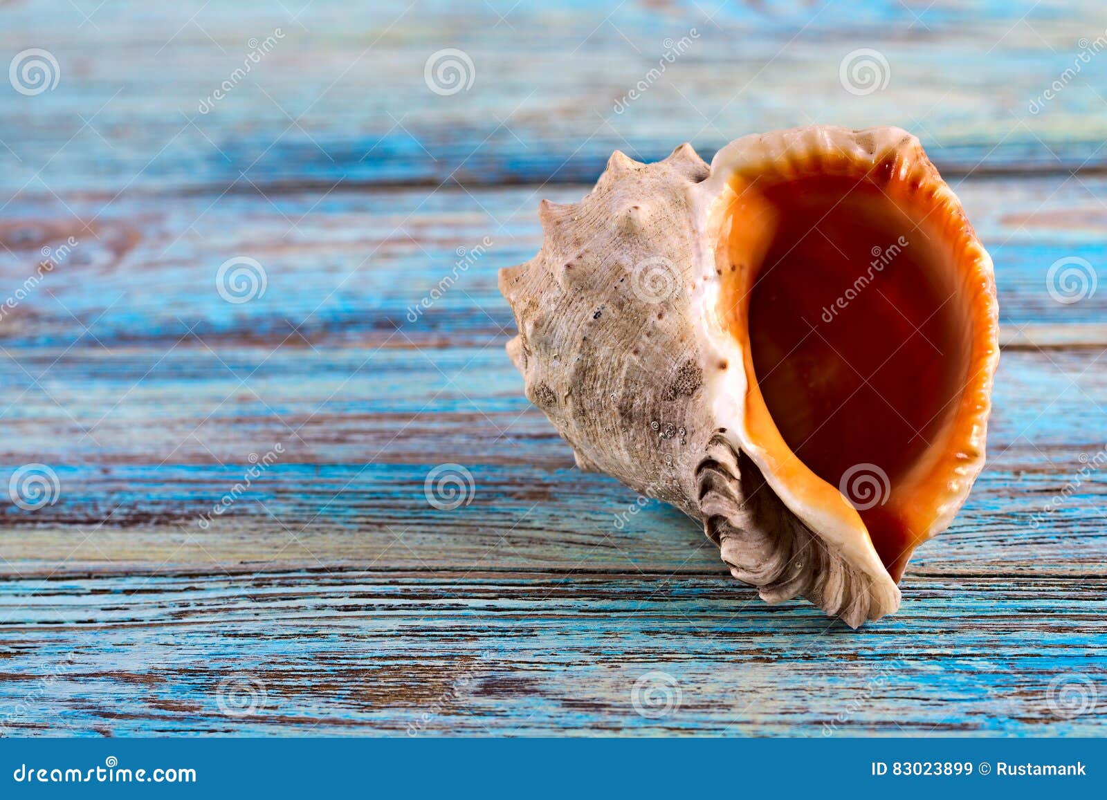 A Seashell. Rapana Shell On The Beach. A Beautiful Seashell On The ...