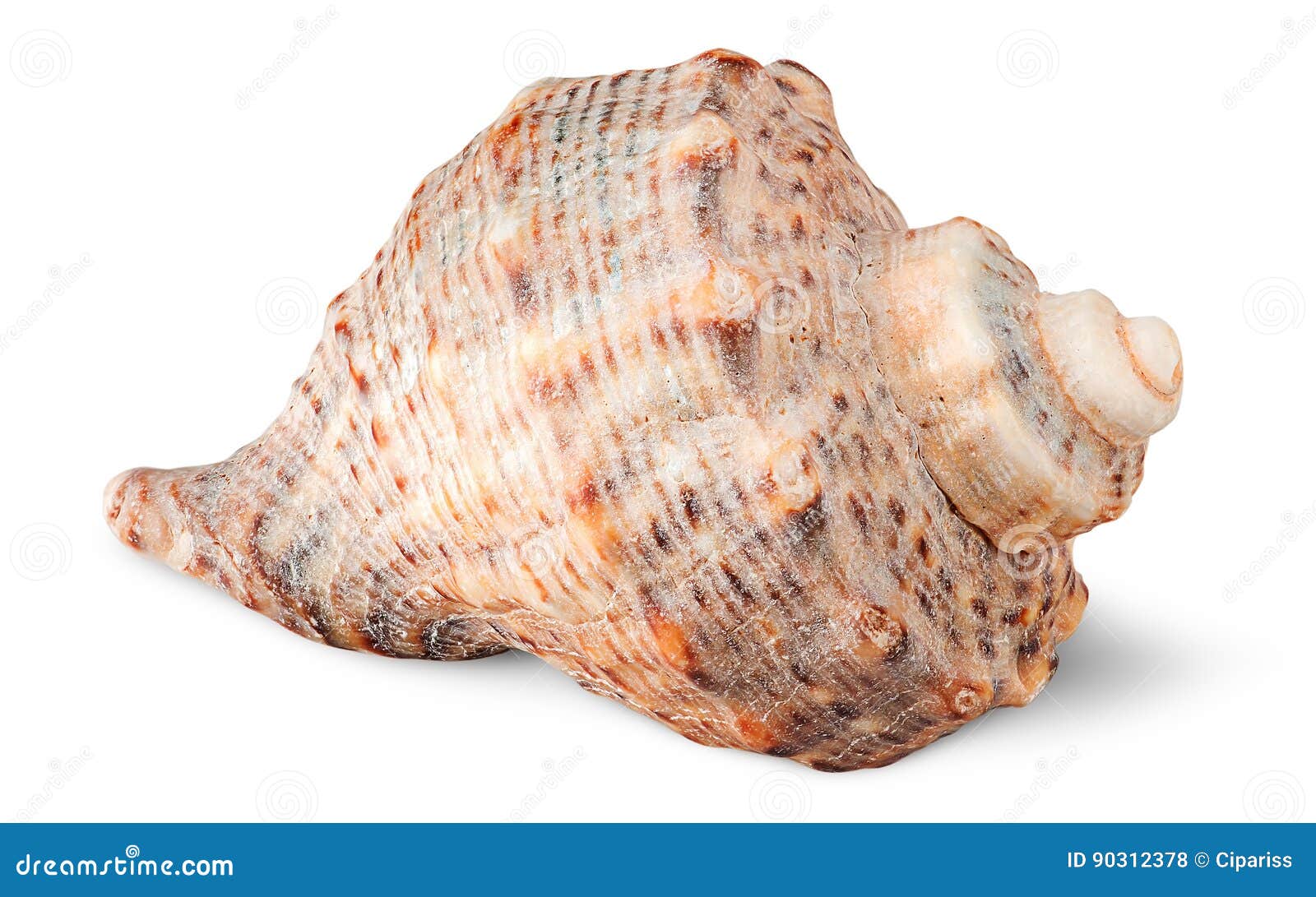 A Seashell. Rapana Shell On The Beach. A Beautiful Seashell On The ...