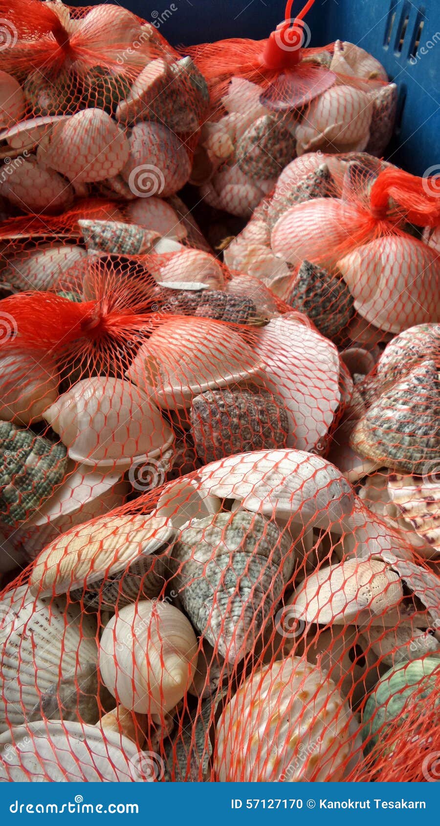 Seashell in red net stock photo. Image of seashell, colourful - 57127170