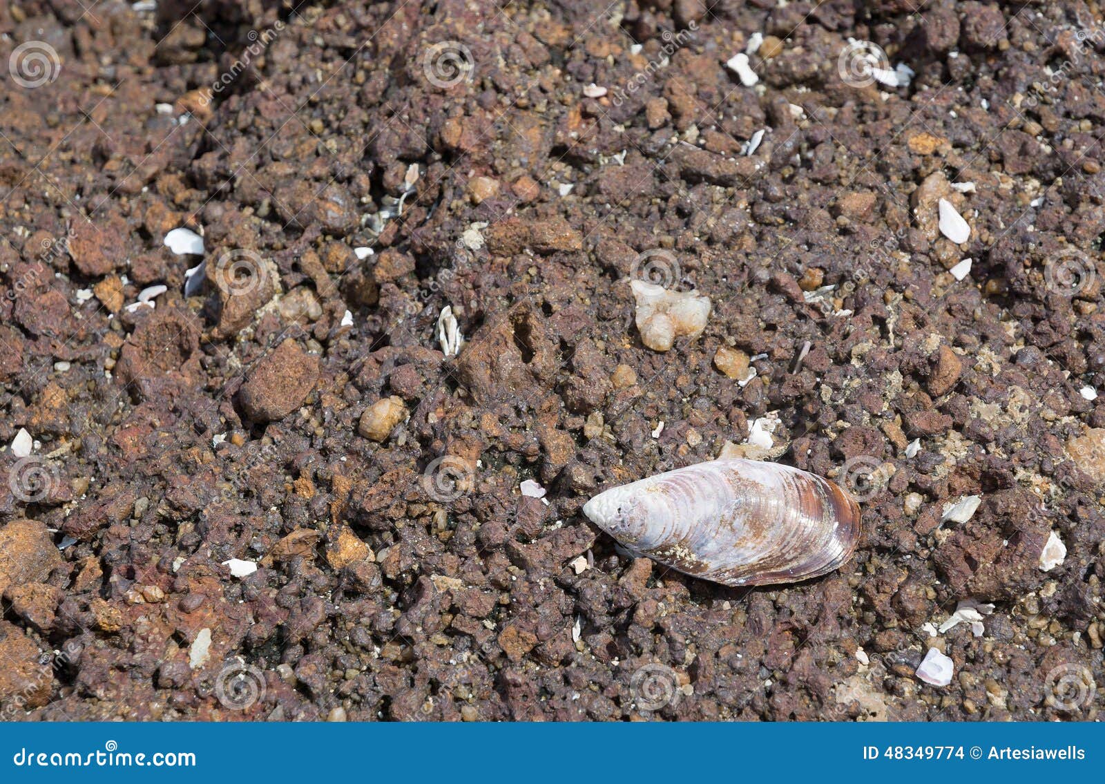 Seashell Red Metamorphic Rock Stock Photos - Free & Royalty-Free Stock ...