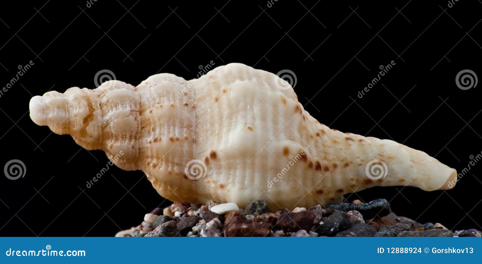 Seashell of the Red Sea stock photo. Image of color, luxury - 12888924