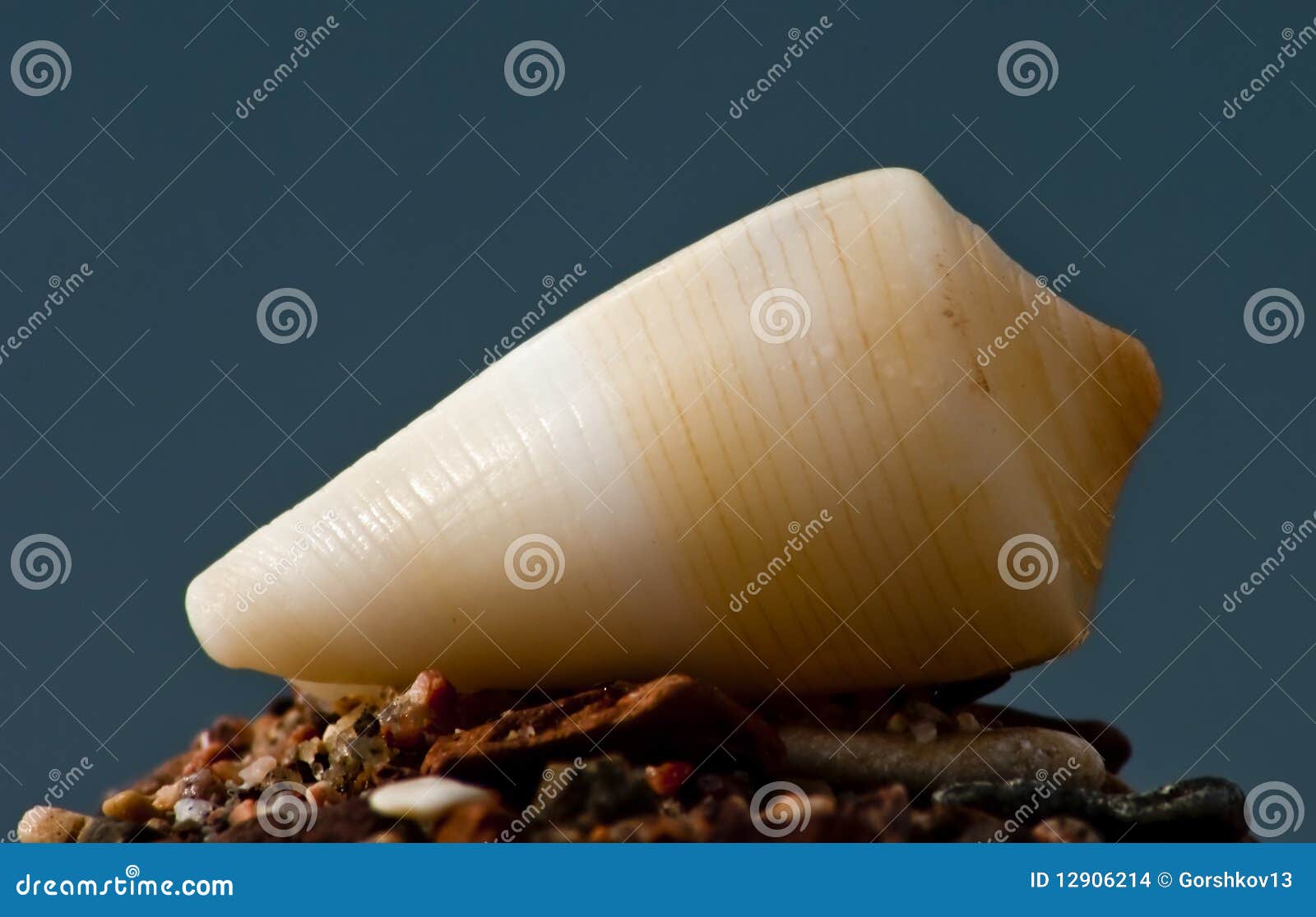 Seashell of the Red Sea stock photo. Image of assorted - 12906214