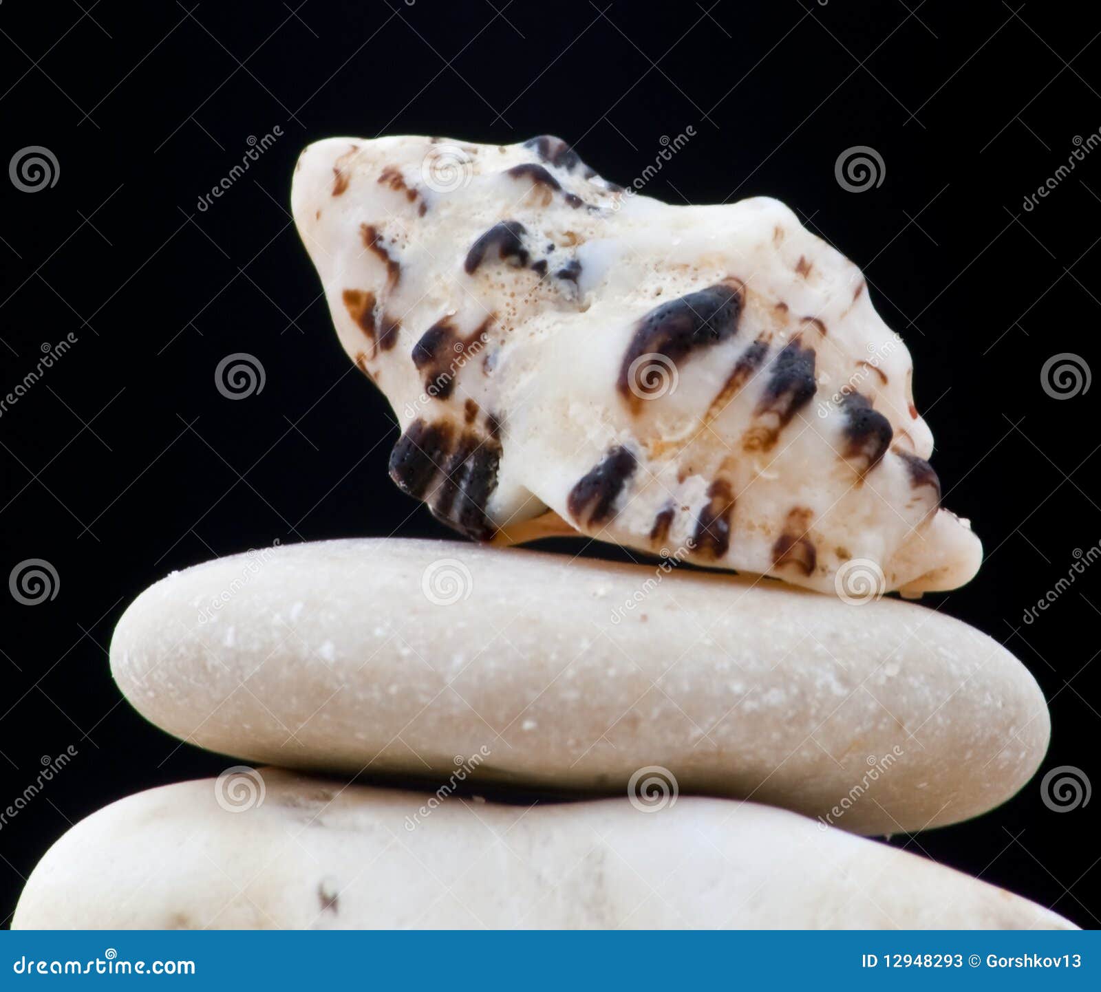 Seashell of the Red Sea stock image. Image of focus, holidays - 12948293
