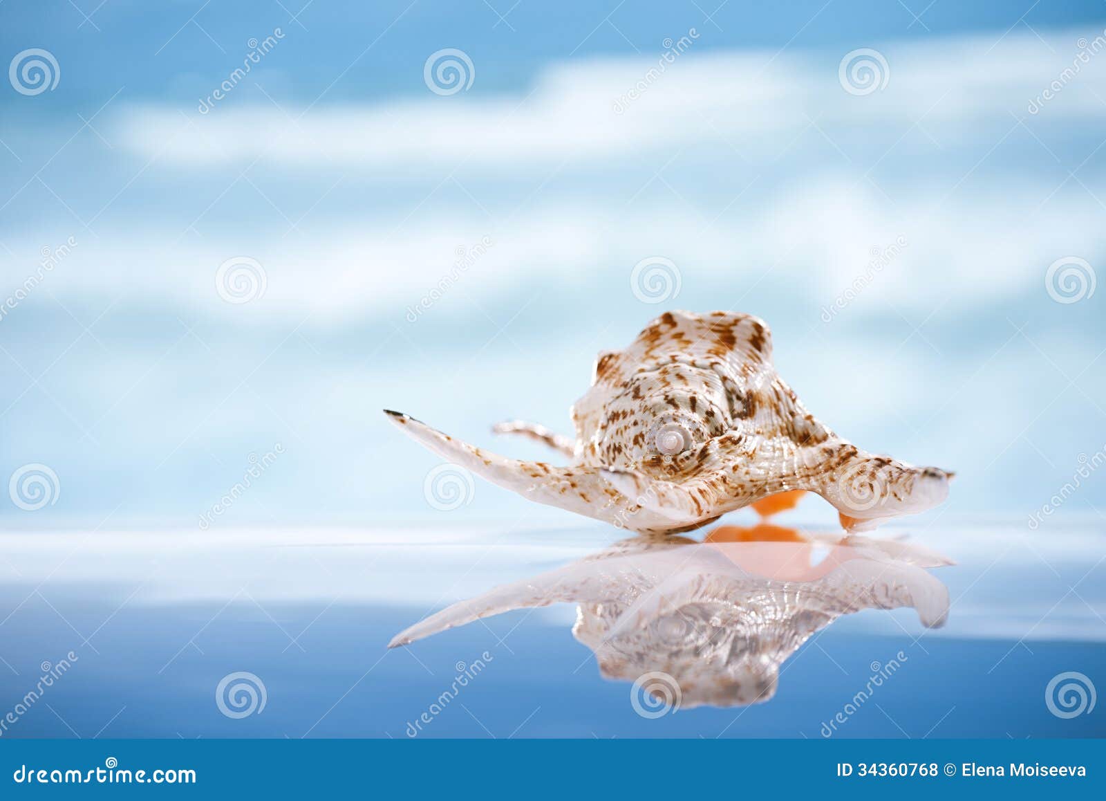 Seashell and Reflection with Ocean, Wave and Seascape Stock Photo ...