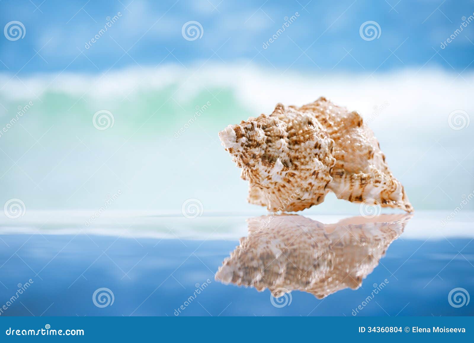 Seashell and Reflection with Ocean, Wave and Seascape Stock Photo ...