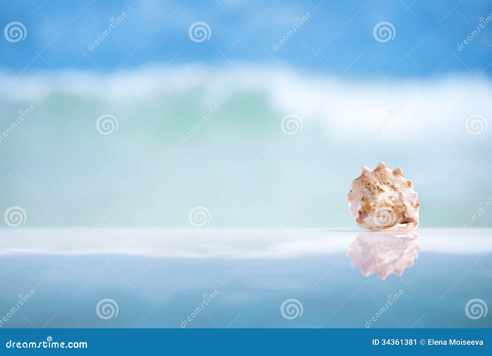 Seashell and Reflection with Ocean, Wave and Seascape Stock Image ...